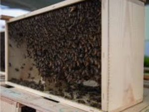 3 lb Package Bees – New England Bee Company
